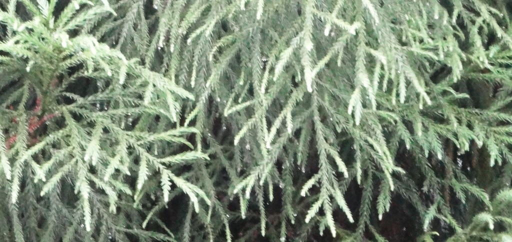 Darjeeling in the monsoon