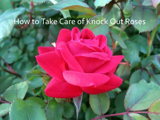 Gardening Tips and Ideas How to Grow ~ Gardening Stuff