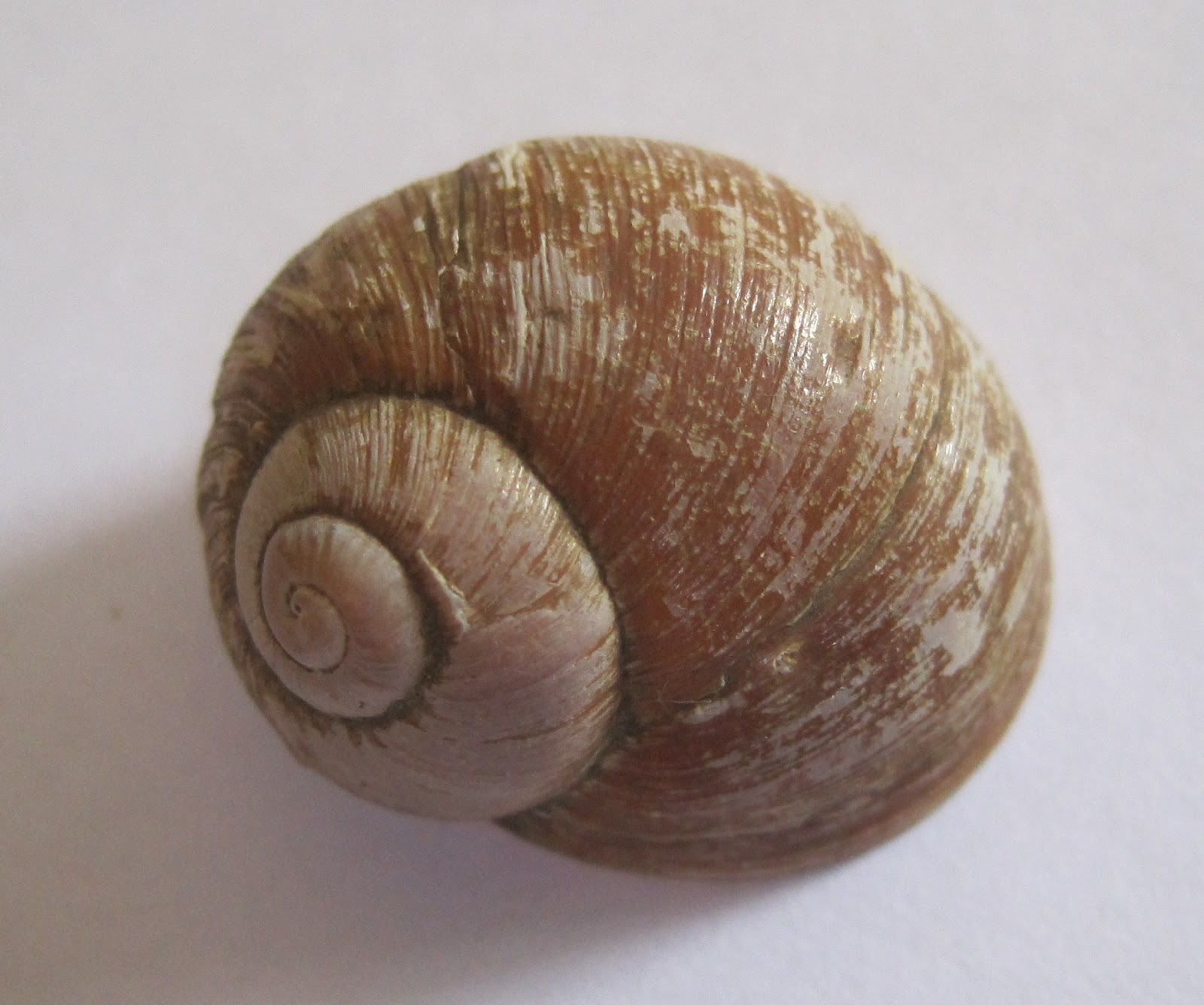 Biodiversity of Cyprus by NGO Protection of the Natural Heritage and ...