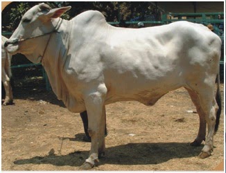 GAMBAR SAPI BRAHMAN 29 | GAMBAR SAPI