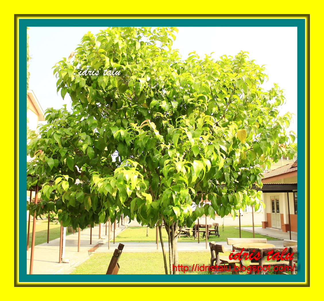 IdrisTalu: Buah Rokam - flacourtia inermis