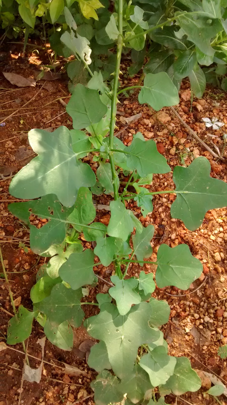 About our Environment: Thuthuvalai (Purple Fruited Pea Eggplant ...