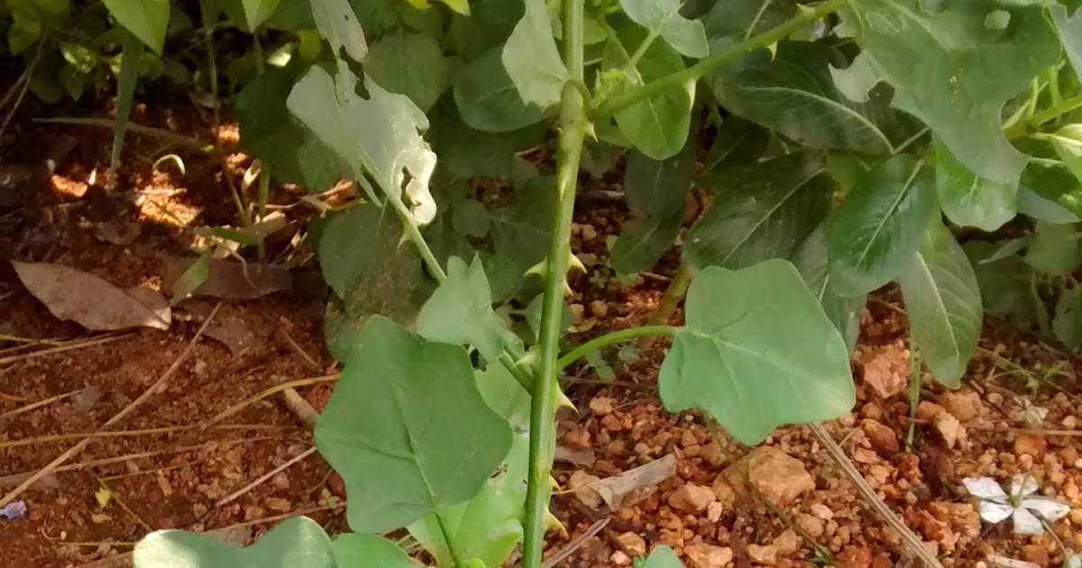 About our Environment: Thuthuvalai (Purple Fruited Pea Eggplant ...