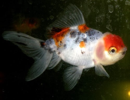 金魚&水族快訊Goldfish & Aquarium Messages: 鈴木東錦寫真(Suzuki Azuma-nishiki/Calico ...