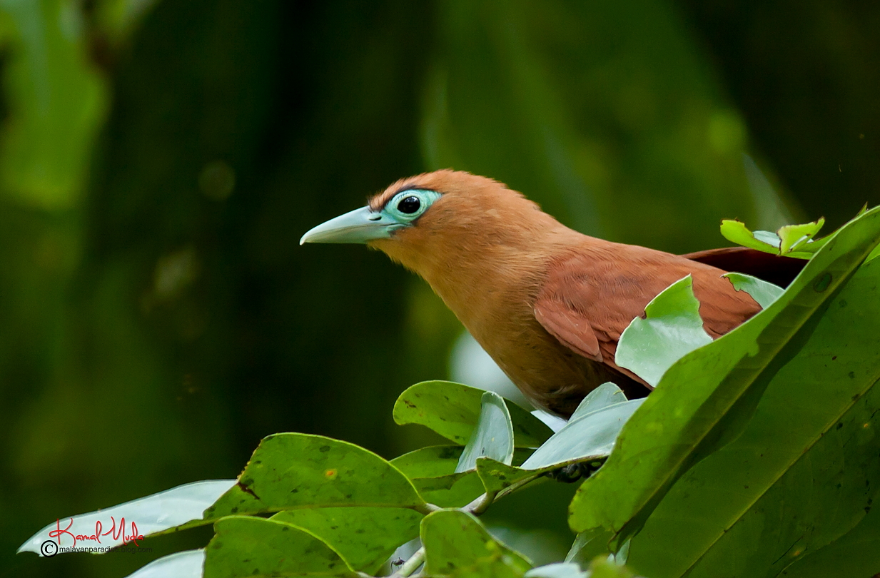 SOUTH EAST ASIA BIRDS - Malaysia birds paradise: Male Raffles's Malkoha ...