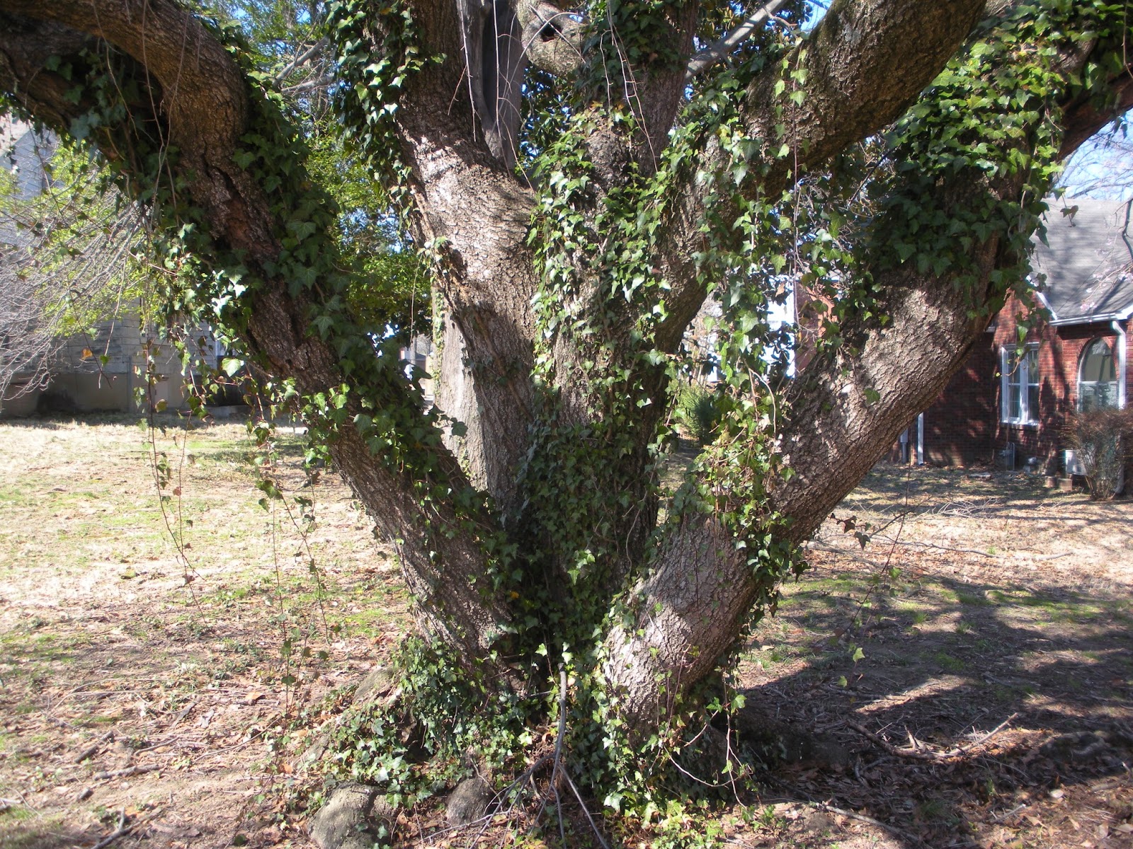 Memphis Trees: Spring returning