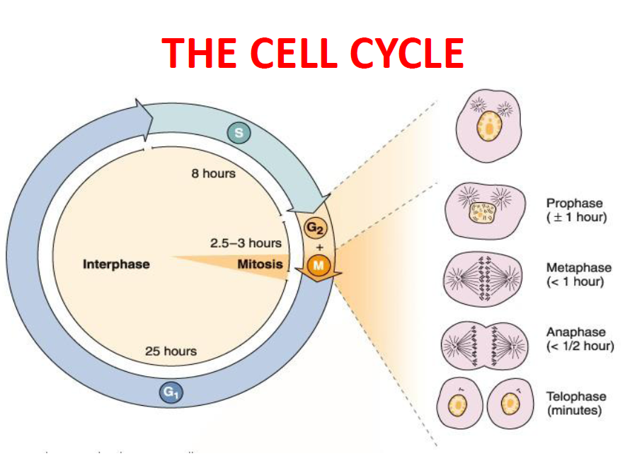 BIOLOGY LECTURE ON CELL DIVISION(MITOSIS AND MEIOSIS)