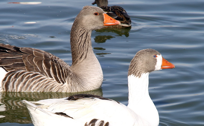 TERRITORIO NATURAL: Las OCAS de la LAGUNA de SAN ANTÓN