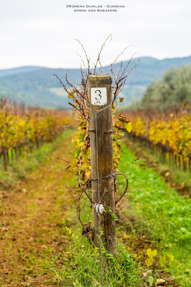Ornellaia Winery in Bolgheri, Italy