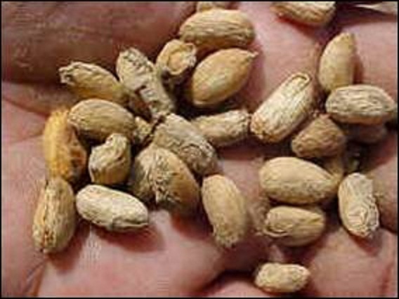 موقع الدكتور أحمد كلحى: موسوعة علم النبات - قائمة الأشجار : شجرة النيم