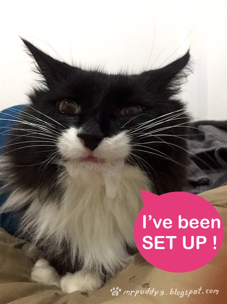 Mr. Puddy +: How to give a cat a tablet ( the successful one )