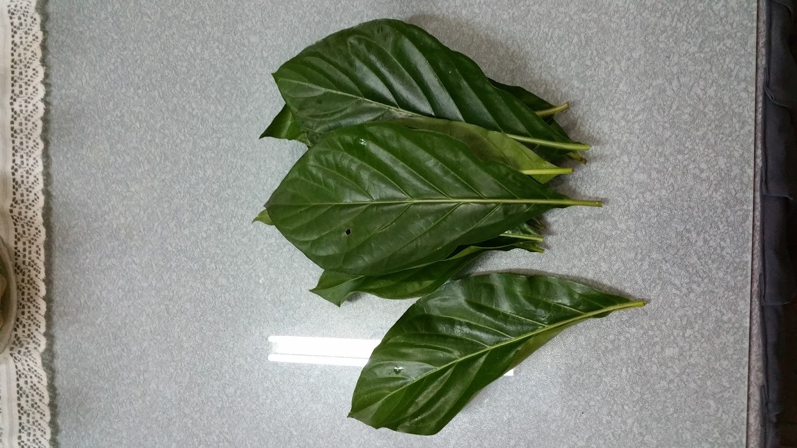 Xing Fu: LEAVES FOR BERTUNGKU