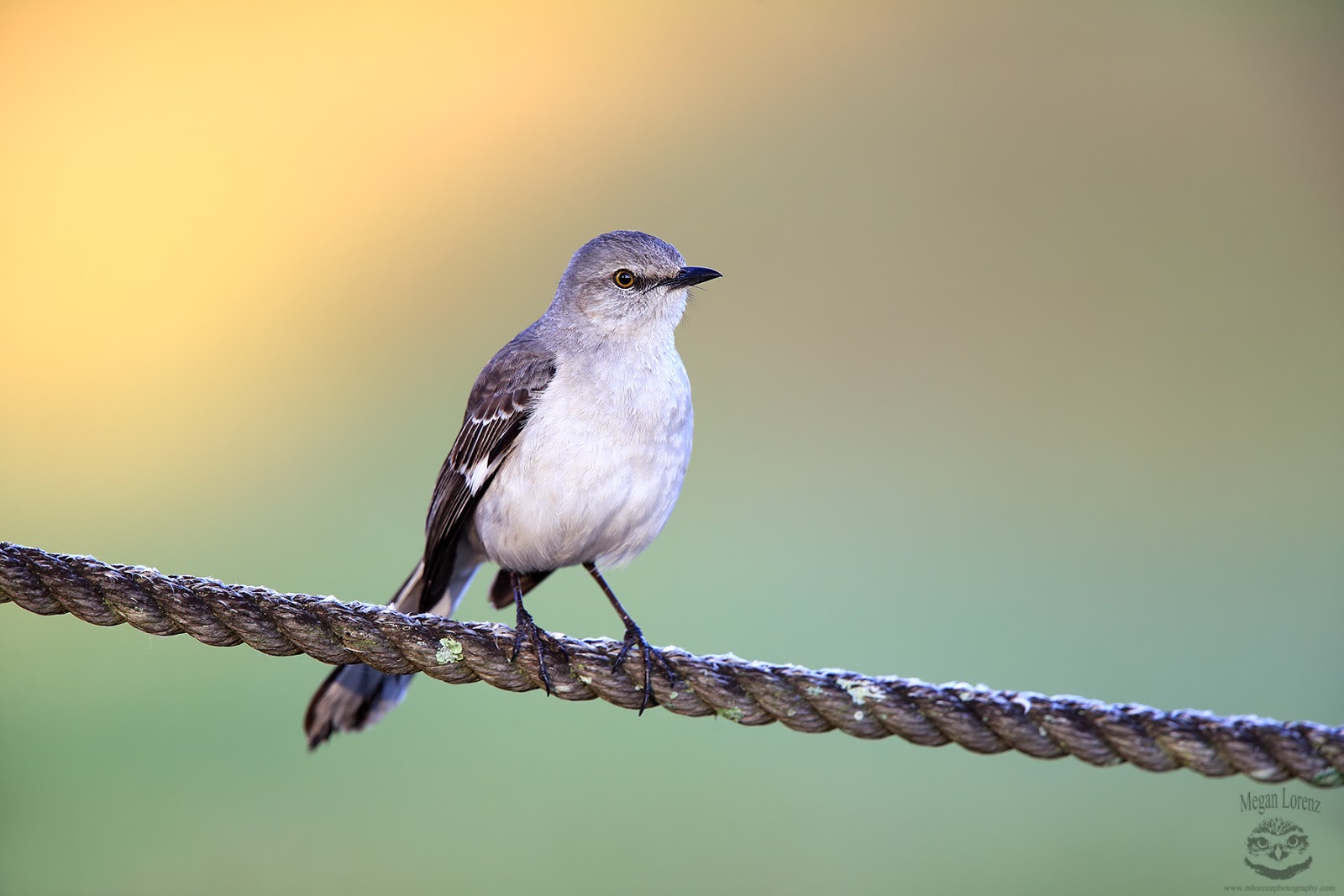 MLorenz Photography: Mockingbird