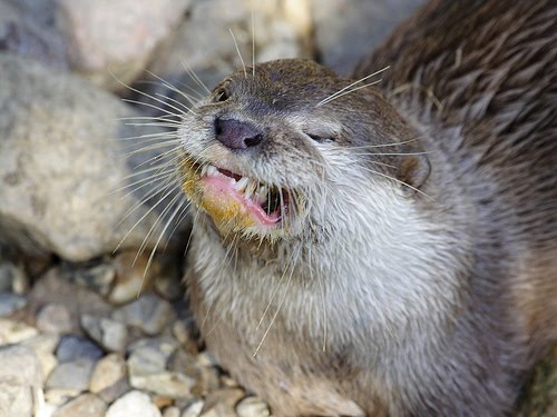 Lehigh Valley Ramblings: Mezzacappa Claims Otter Promised to "Thow" RTK ...