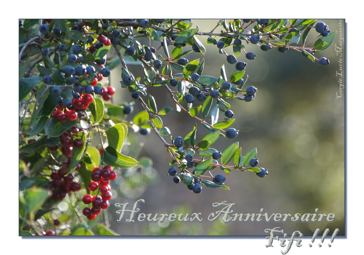 jardin de marguerite: Le myrte (Myrtus communis) et la salsepareille ...