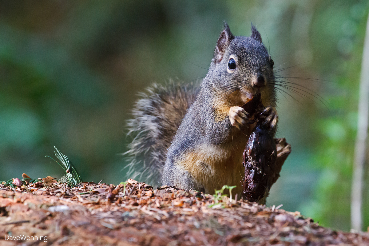 The Rhododendron Trail 2015 Week 3