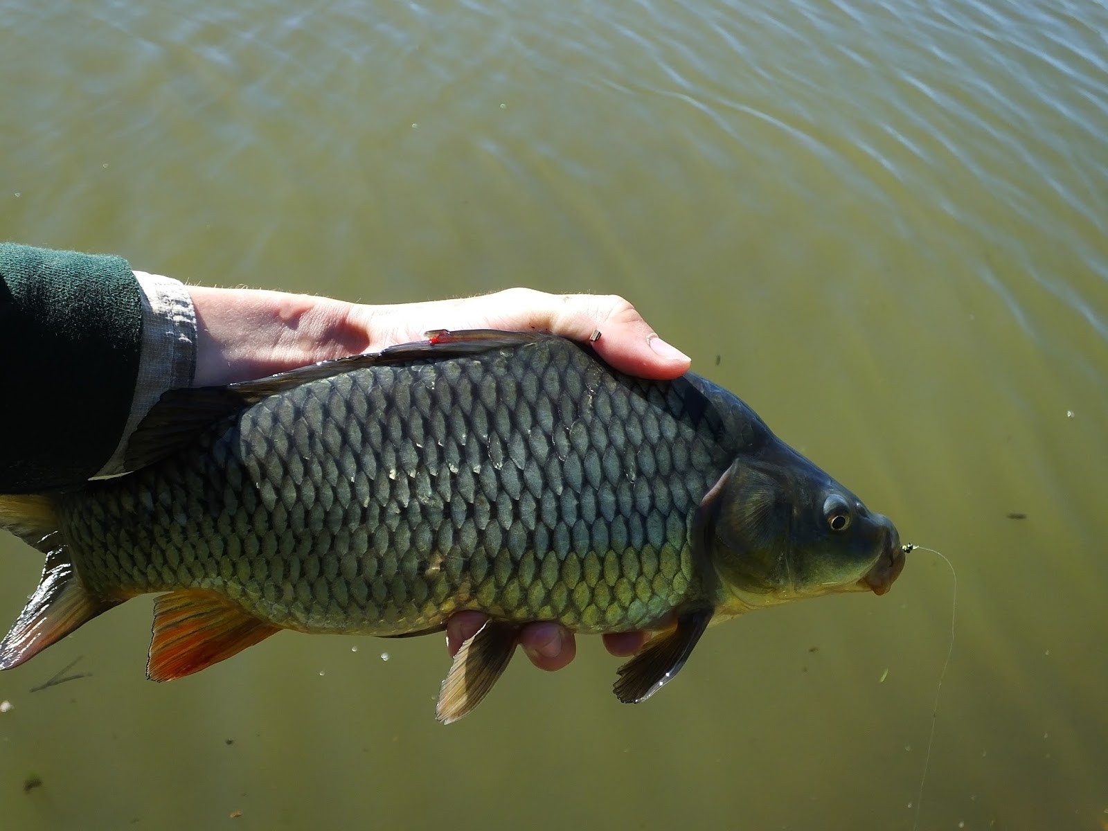 Connecticut Fly Angler: My Biggest Fallfish
