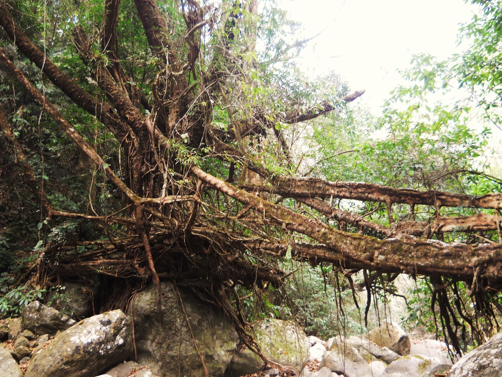 evenfewergoats: The Undiscovered Living Root Bridges of Meghalaya Part ...