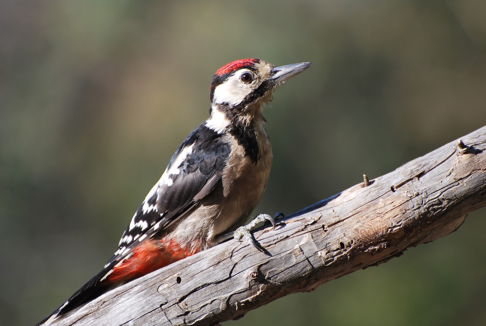 Aguaits i fotografies d'ocells a l'Espluga Calba: de setembre 2013