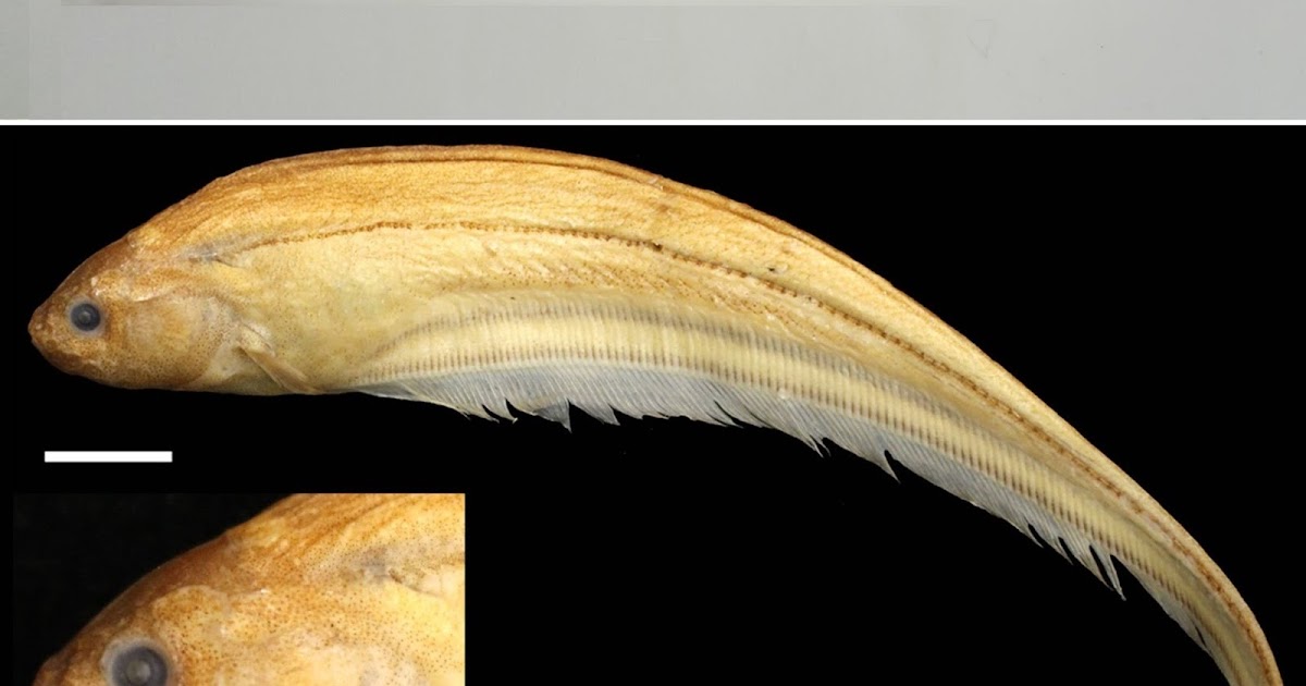 Species New to Science: [Ichthyology • 2018] Eigenmannia loretana • A ...