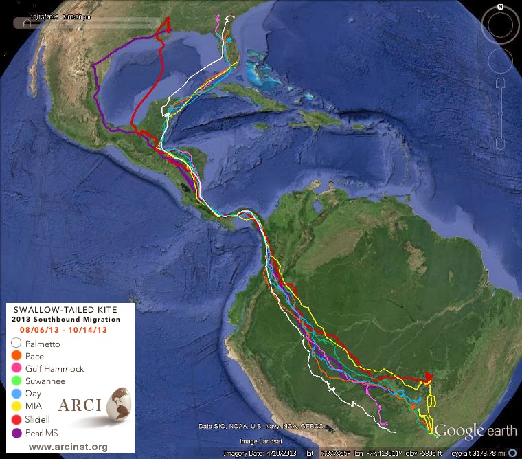 Swallow-tailed Kite Migration: 30 October 2013