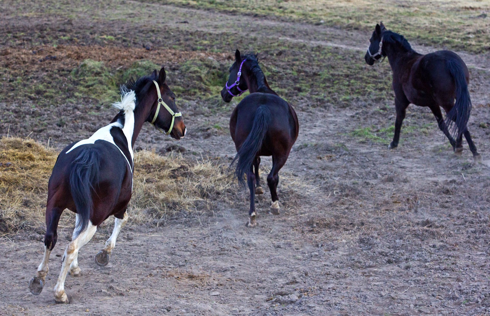 VELKOMMEN TIL KJERSTIS LØSE TRÅDER: Hestebilder fra Strömstad og tanker ...