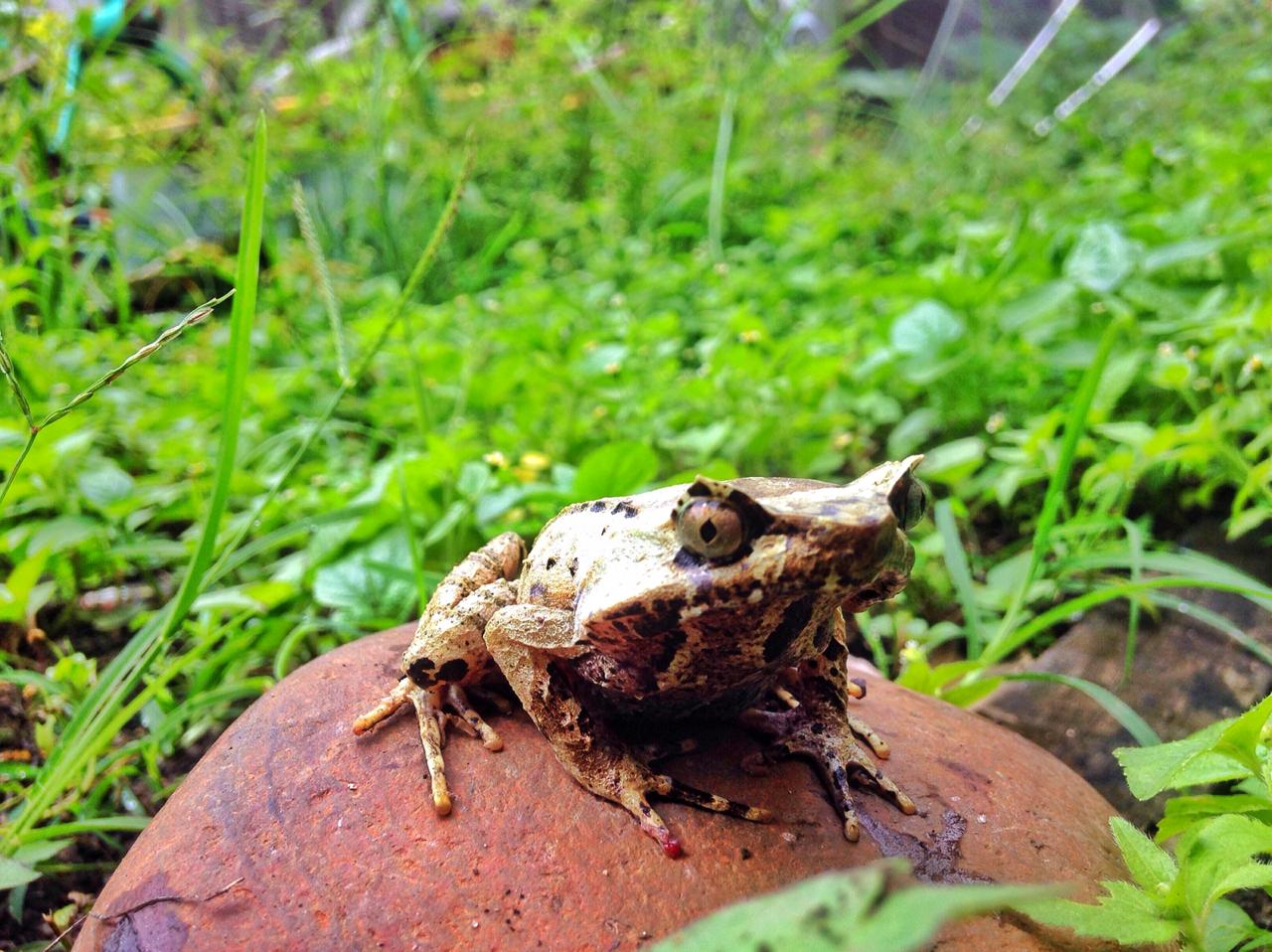 7 Fakta Unik Katak Serasah Bertanduk - Teks Info