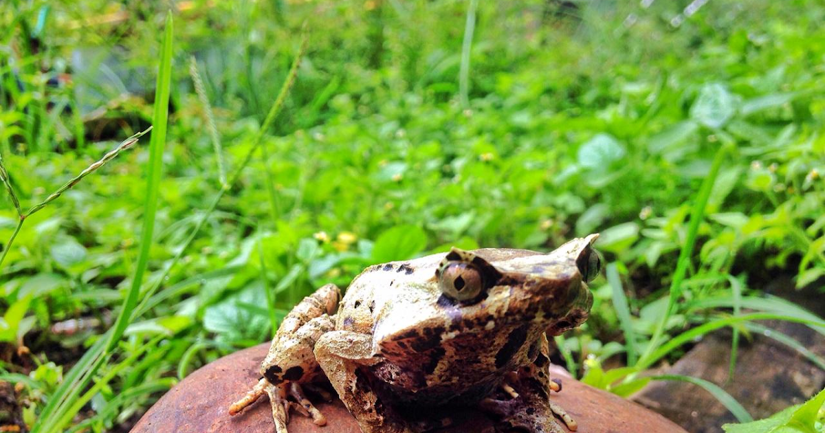 7 Fakta Unik Katak Serasah Bertanduk - Teks Info
