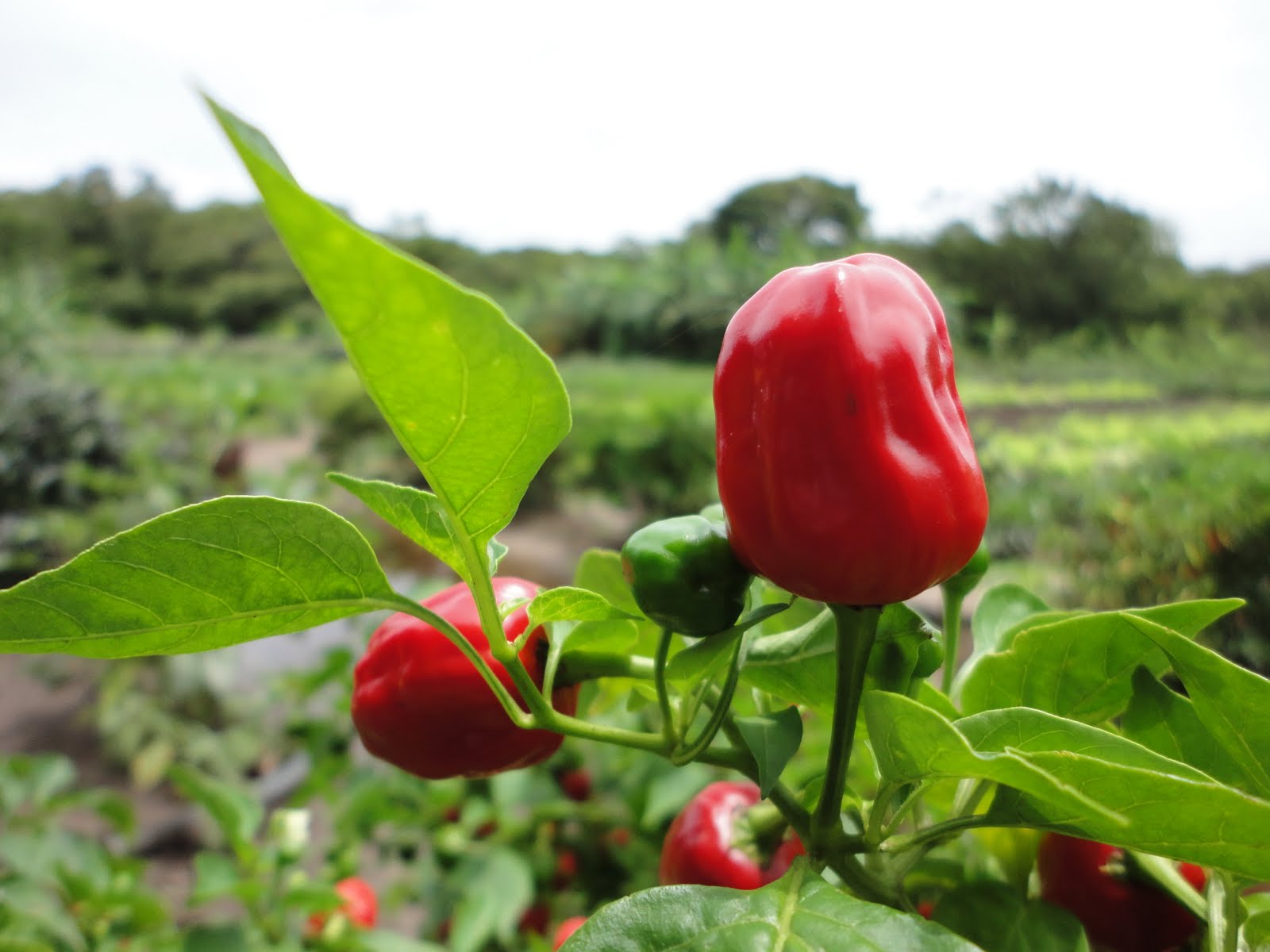 BRAZIL NATURE: PIMENTA - pepper