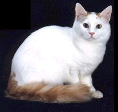 Ovaltes: Turkish Van High Quality Hair Markings and Best Van Pattern