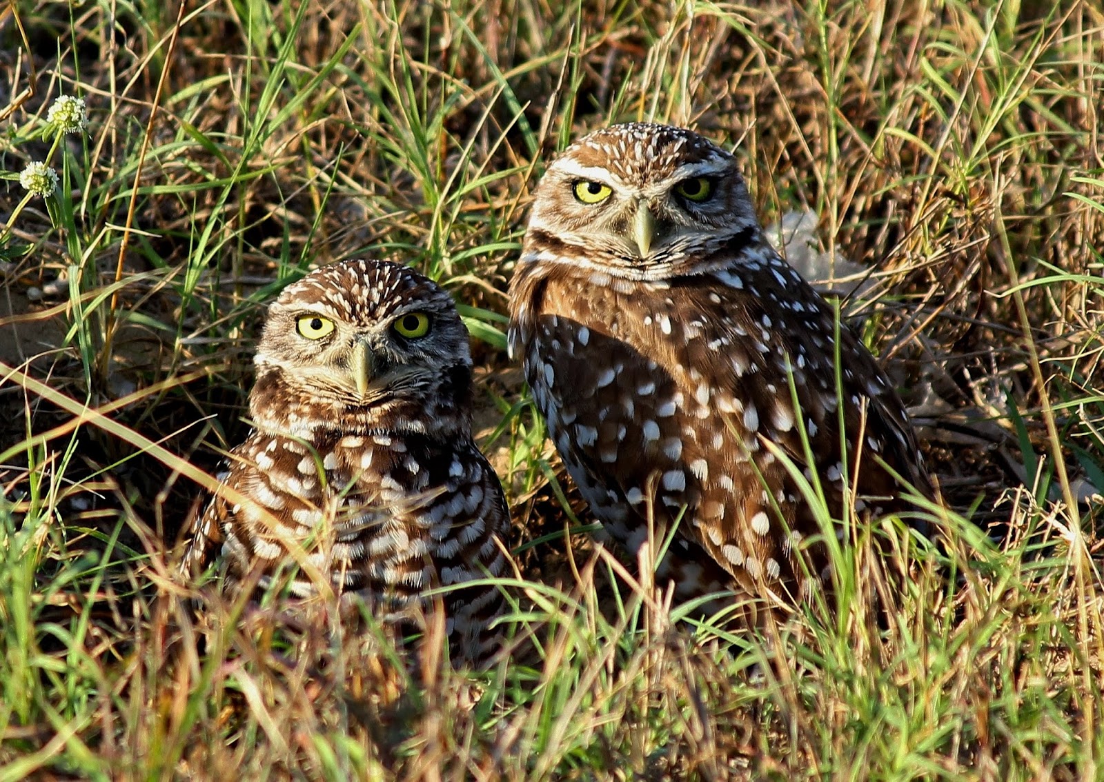 Joan and Dan's Birding Blog: Florida Burrowing Owl