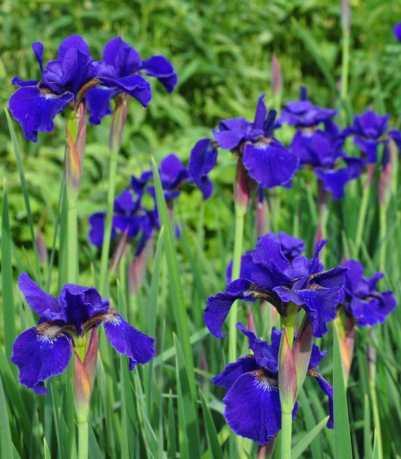 Three Dogs in a Garden: How to Grow Siberian Iris