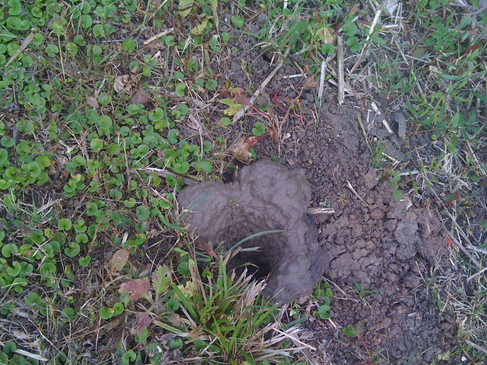 Nuke Runner: Mud Bugs