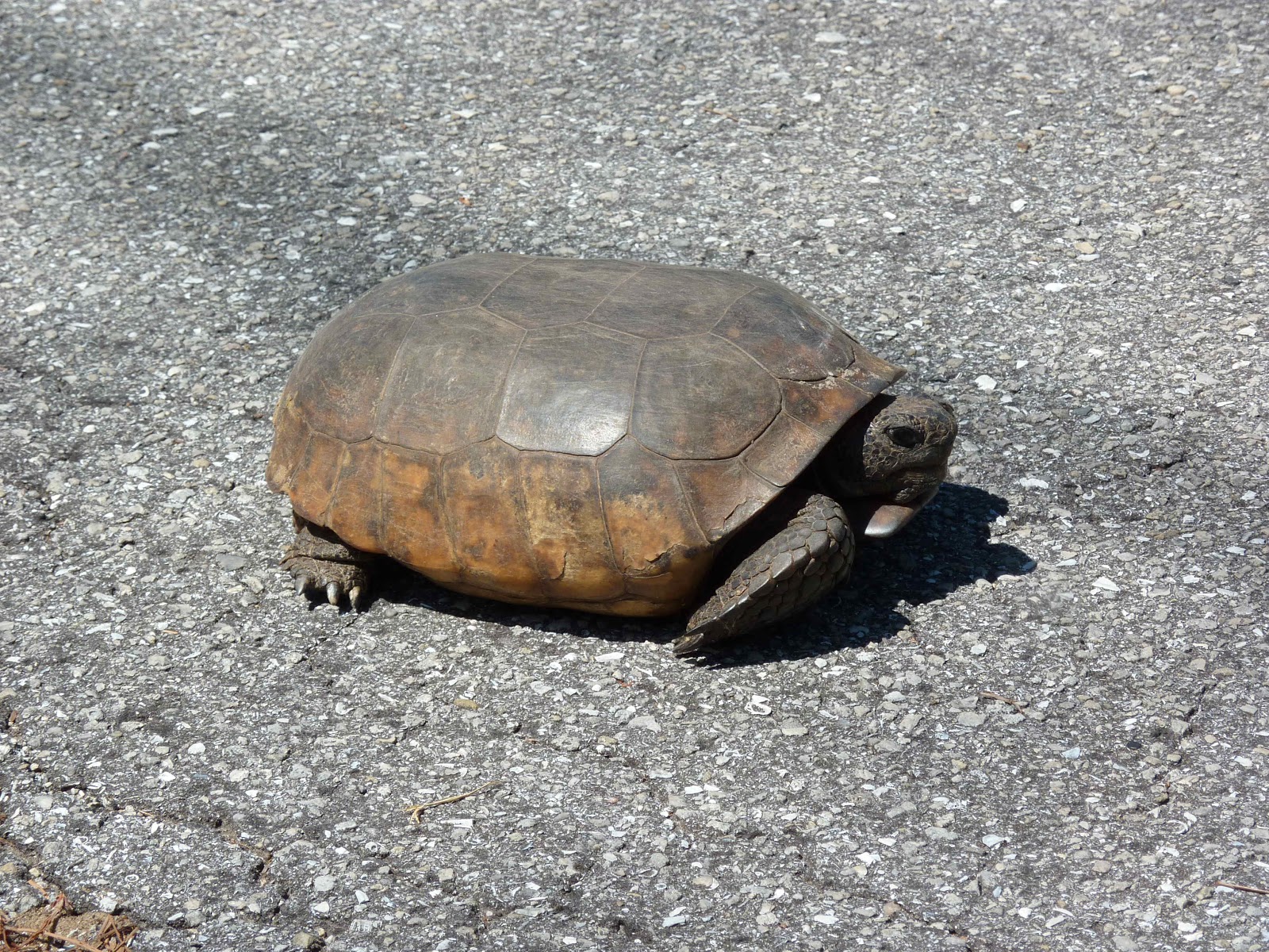 Skip's Florida: Gopher Tortoise