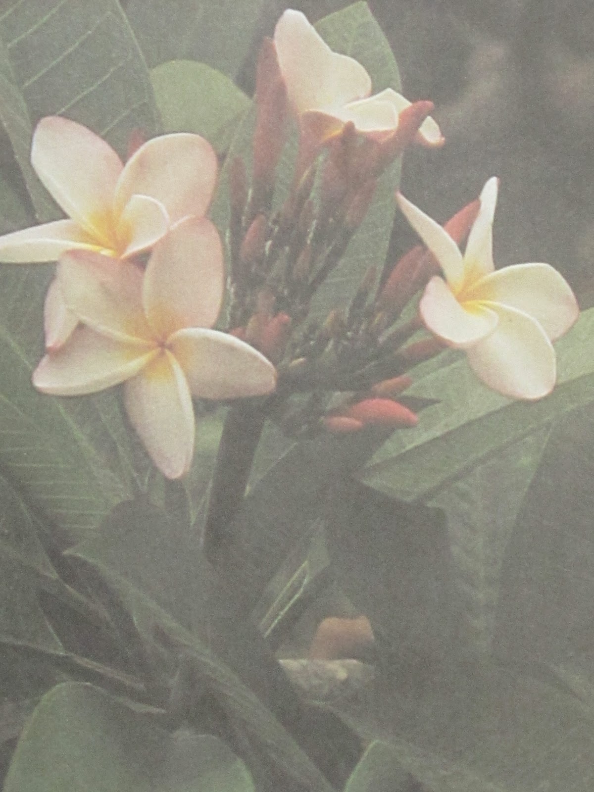 herbal leaves, herbal medicine plants and treatments: January 01, 2012