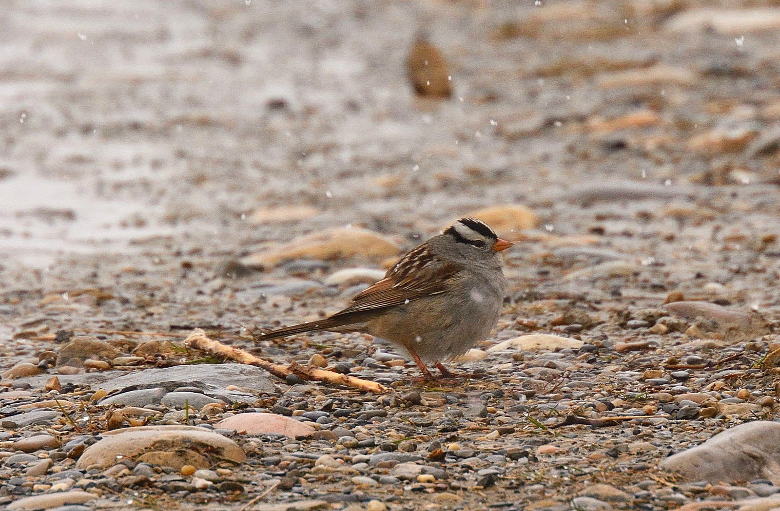 Turbo's Track and Photo Tour: Says Phoebe, Savannah Sparrow (20140504 ...