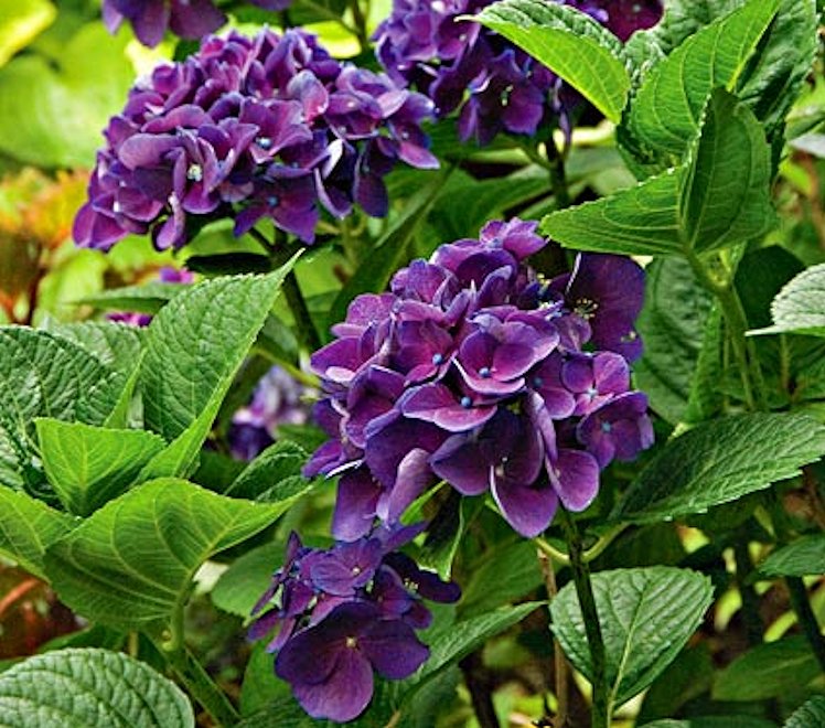 My Virtual Garden: Hydrangeas