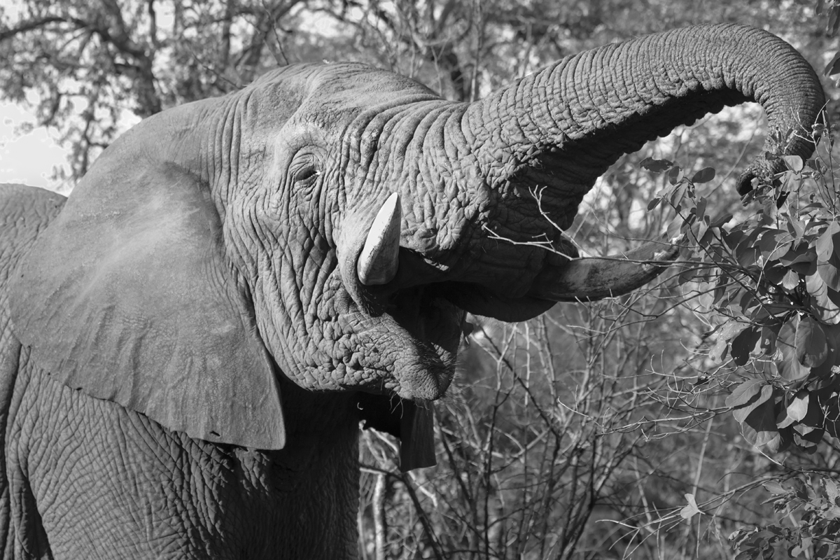 EcoTraining Blog: 10 fascinating facts about an elephant's trunk