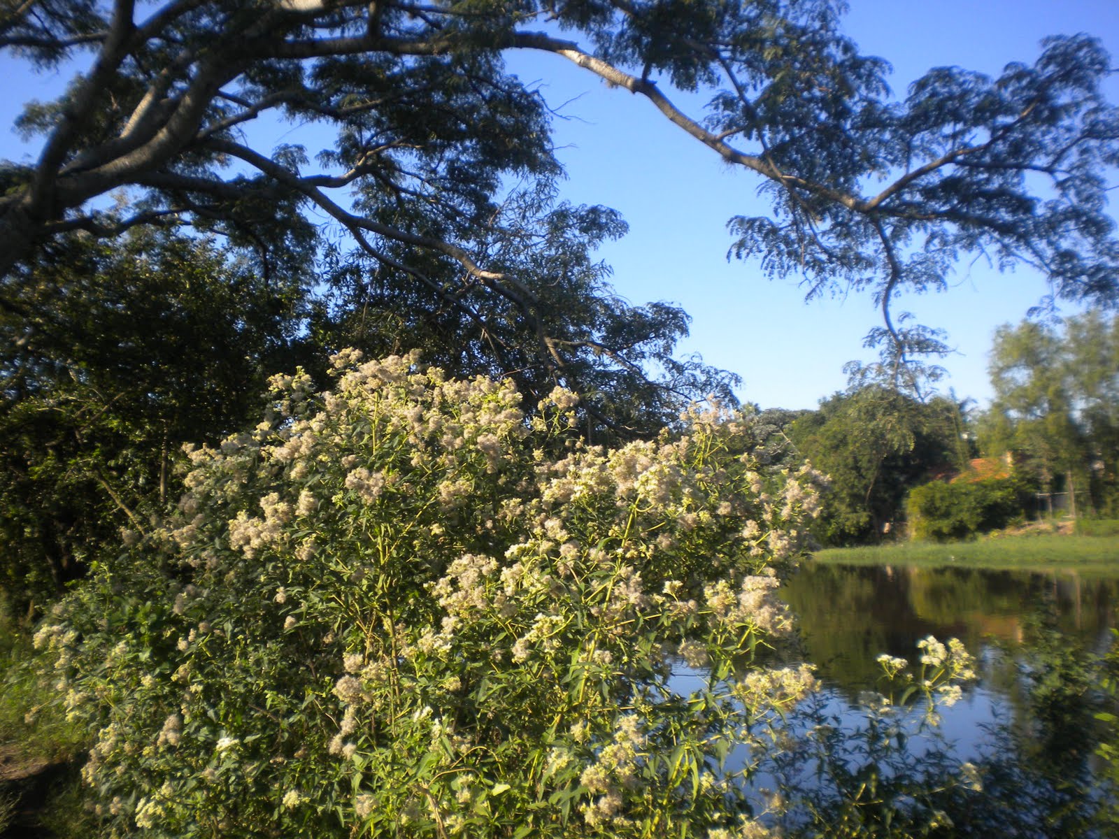 v e r d e c h a c o: Chilca