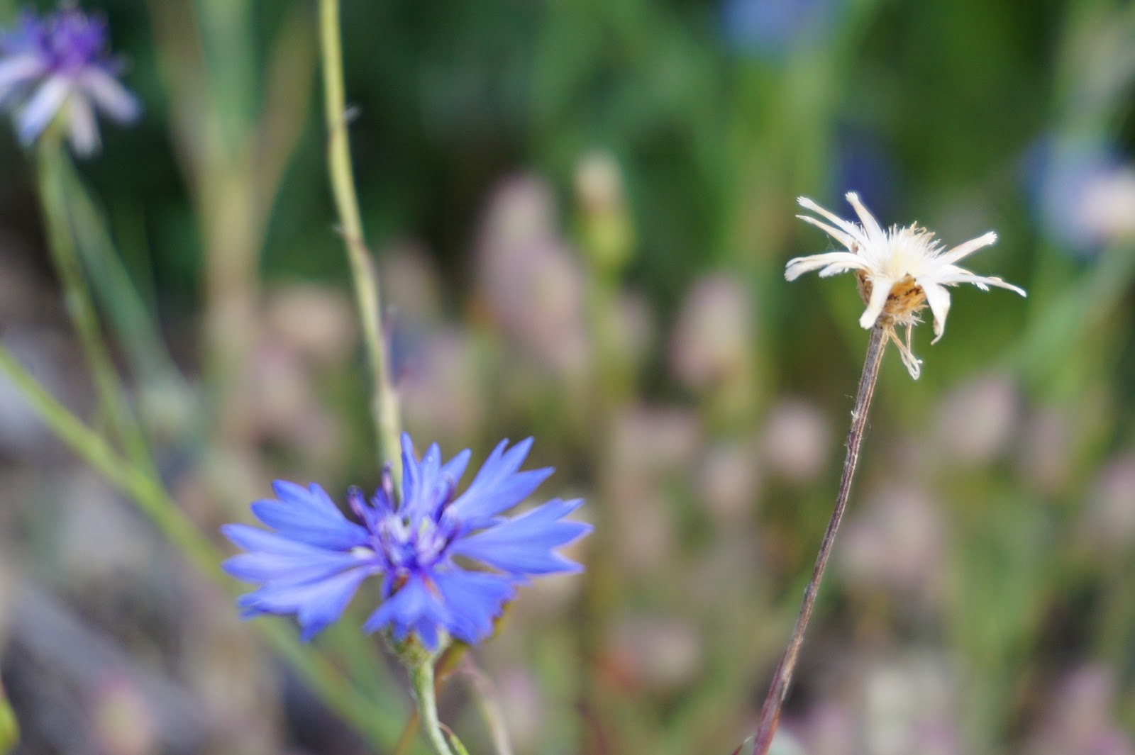 Plantas de Huerta Otea, Salamanca: Aciano, scabiosa, azulejo o pincel ...