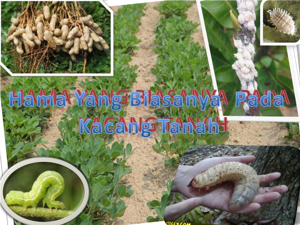 Hama & Penyakit Yang Biasanya Terjadi Pada Tanaman Kacang Tanah - Hama ...
