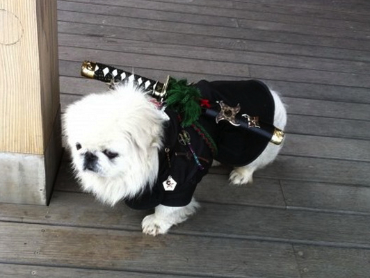 Cute!: Samurai dogs don't scare me.