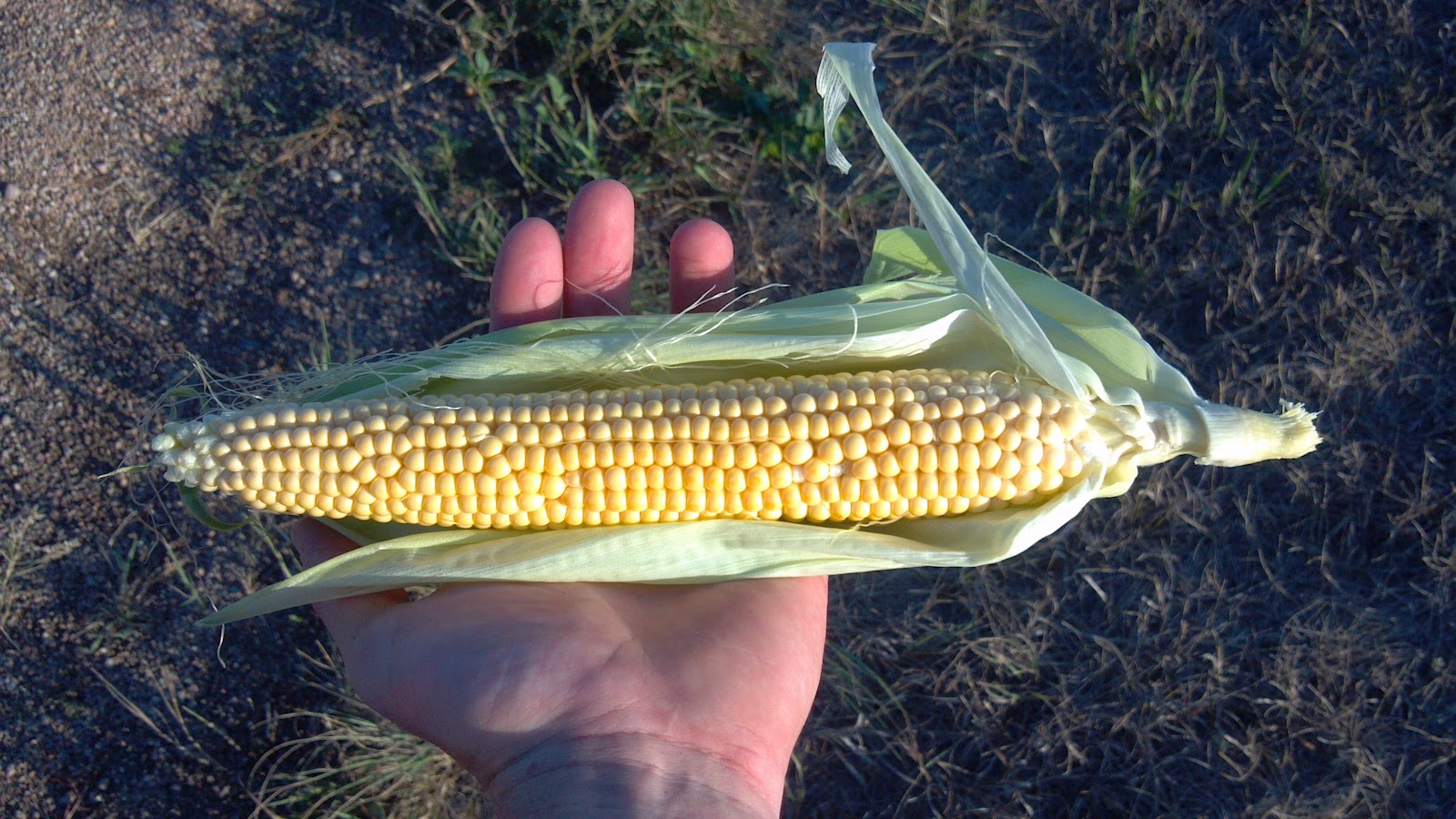 A Growing Passion: From the Field to the Movie Theater: August Popcorn ...