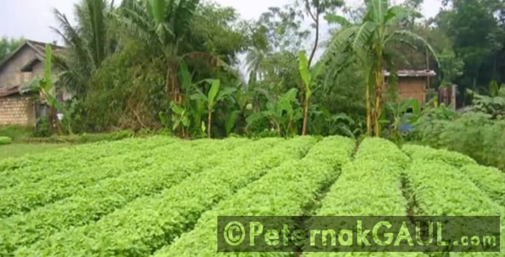 Panduan Lengkap Cara Budidaya Bayam Organik