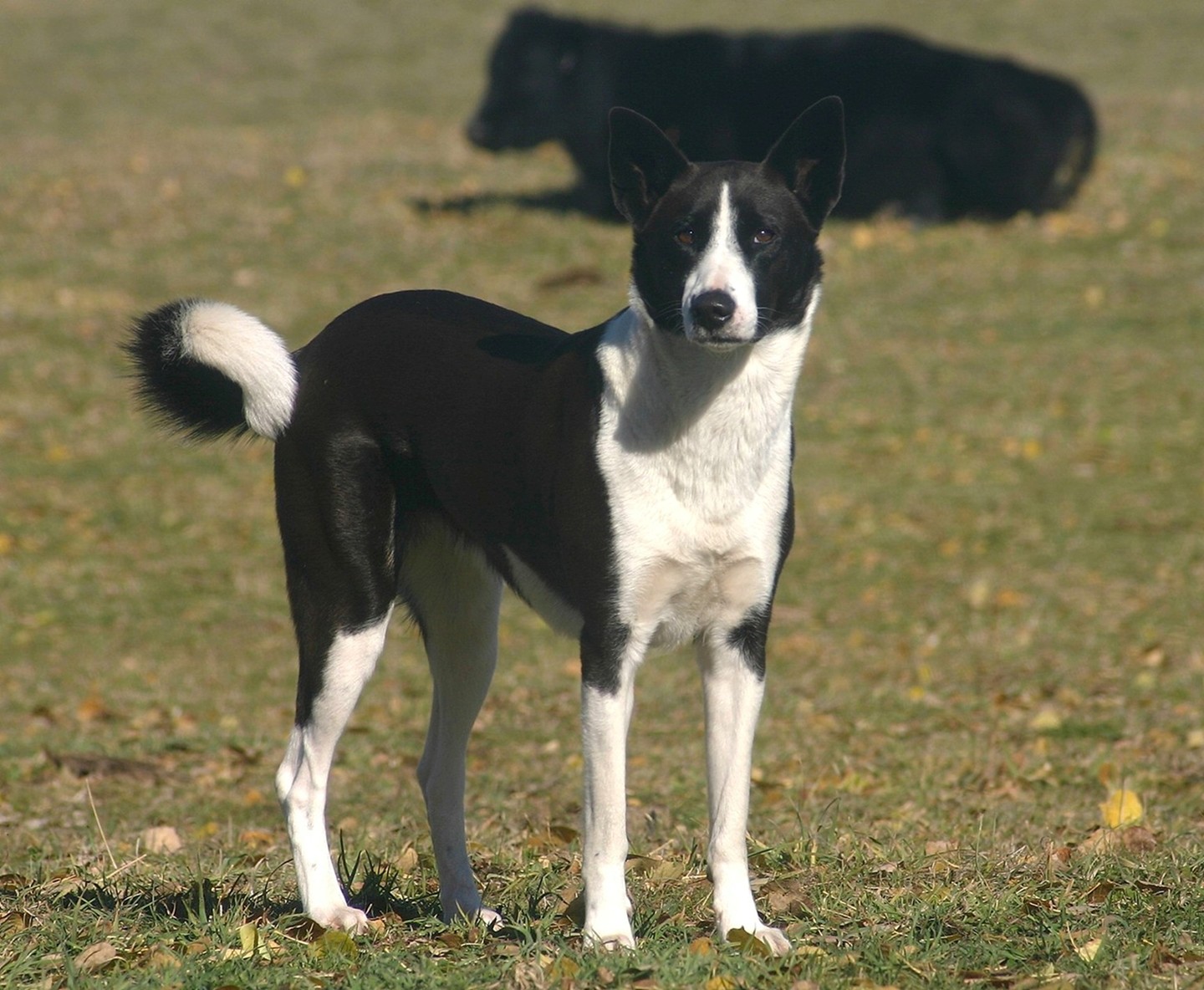 The Alberta Canaan Dog Crew: Easy, Breezy "Magazine" Cover Girl D&J Ha ...