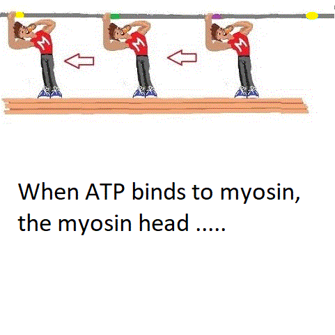 Jen Wilson - Milngavie Tutors - Biology and Chemistry Tuition: Muscles