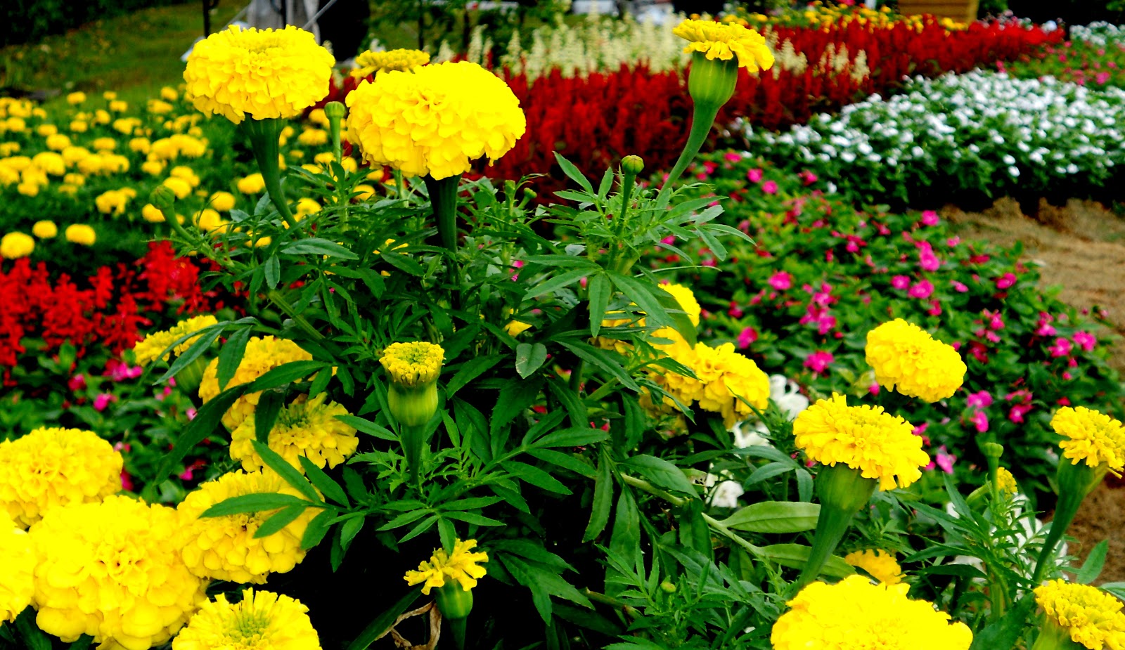 Pesta Bunga Floria Putrajaya 2012 - Relaks Minda