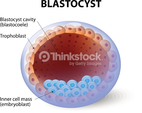 Histoembriología : FECUNDACIÓN