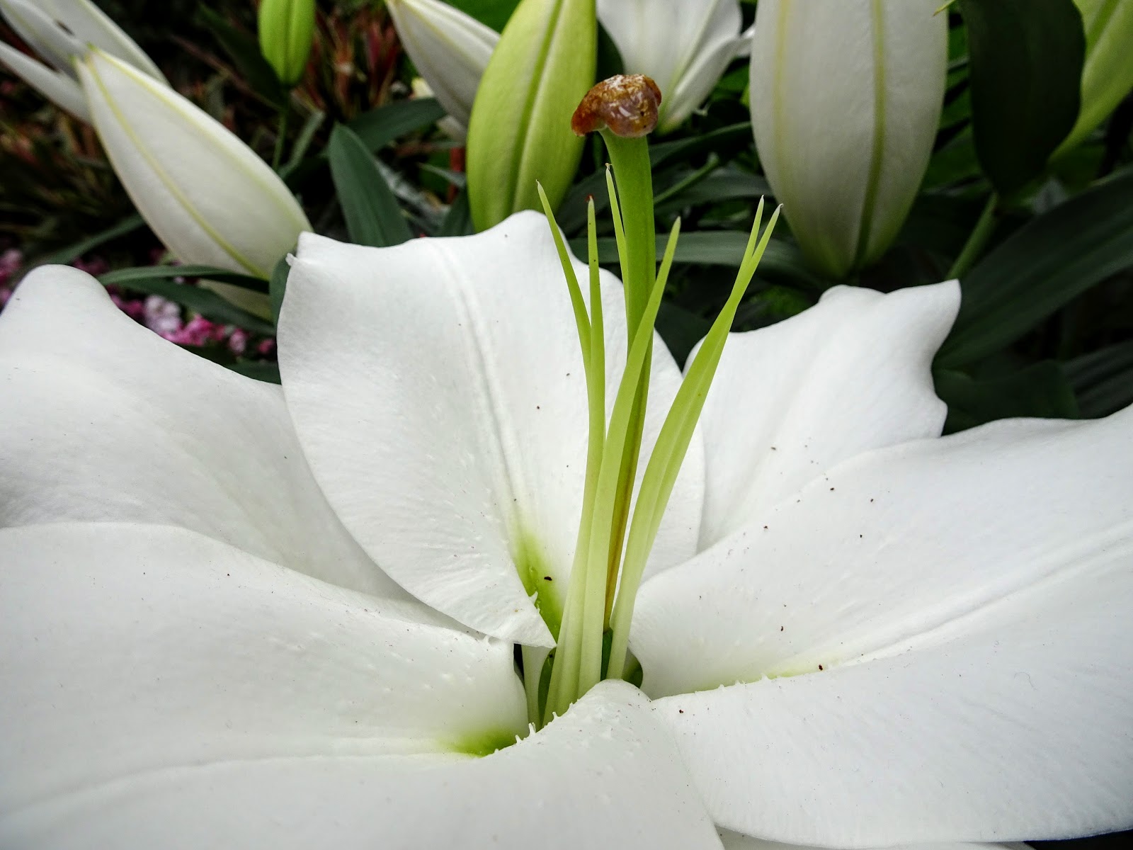 Love, Joy and Peas: White Lilies for Good Friday