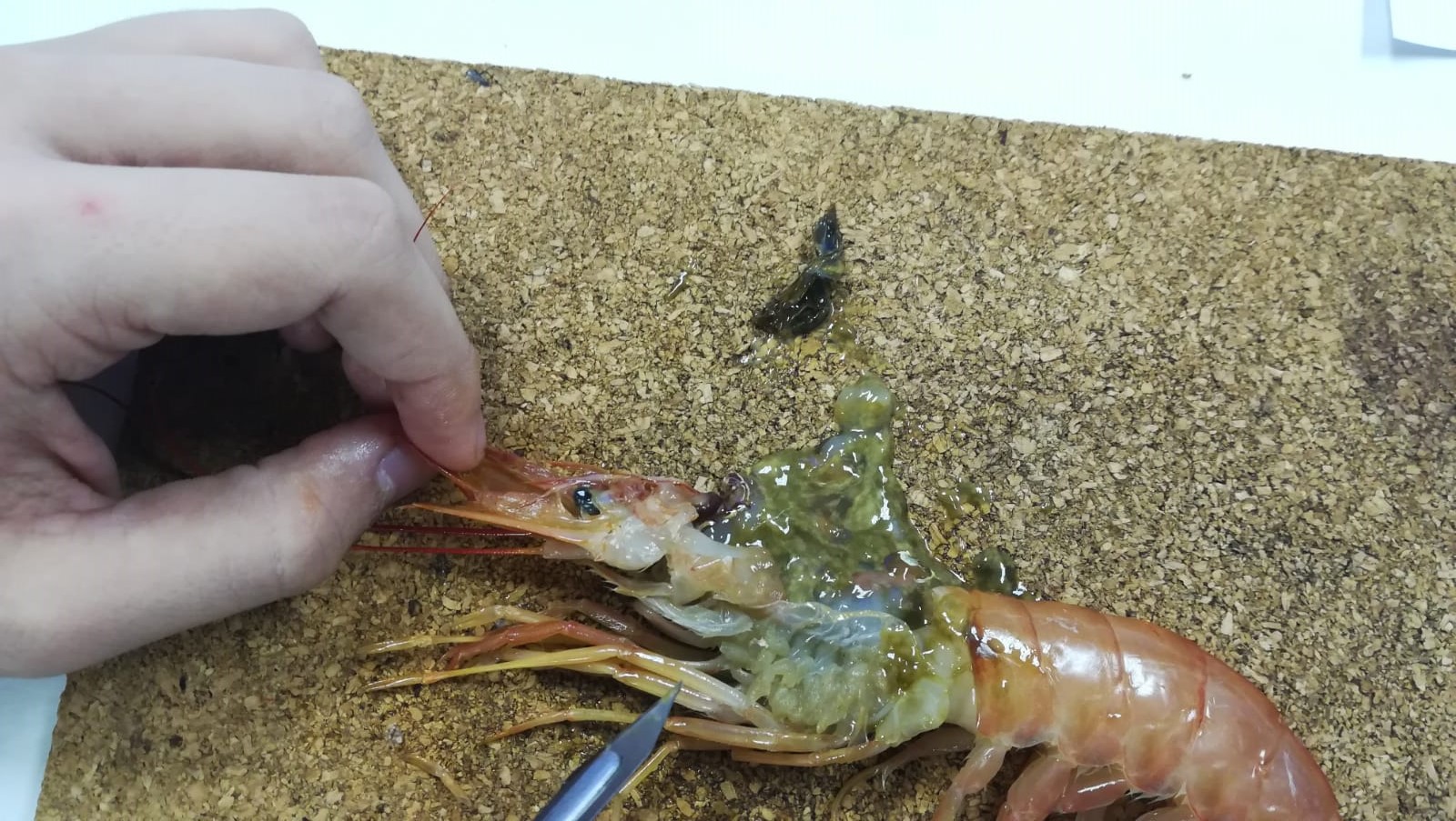 6. DISECCIÓN DE UN CRUSTÁCEO DECÁPODO